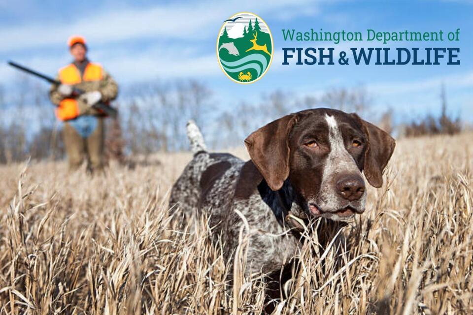 WDFW Seeks Input for 2027-29 Hunting Cycle - NewsBreak