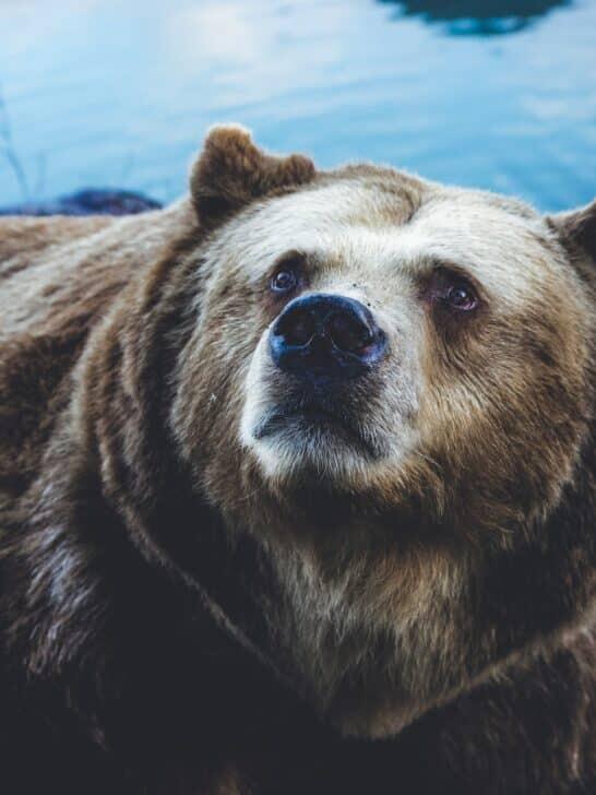 All You Need to Know About Bear Poop - NewsBreak