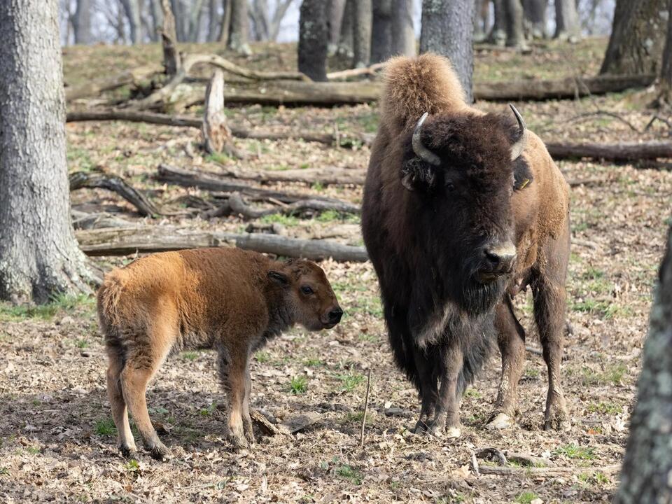 Two baby buffalo born over the weekend in South Park