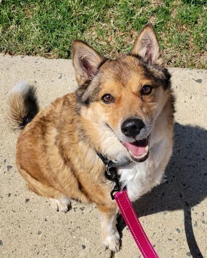 🐶 New Dogs Ready for Adoption in Arlington — Meet Your Match - NewsBreak