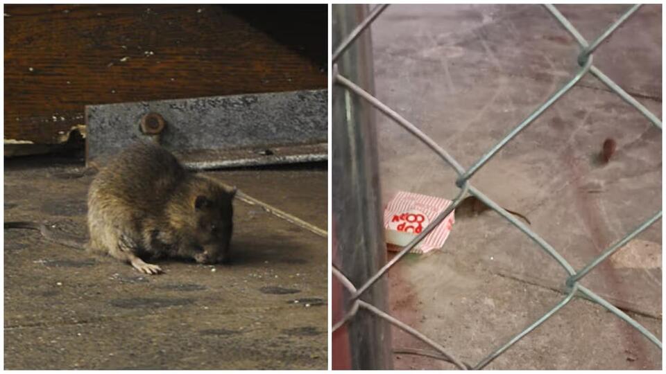 DC's Rat Infestation Growth Leads Nation Due To Climate Change: New ...