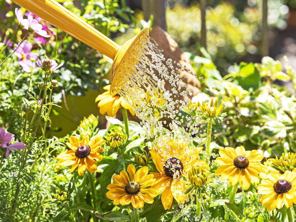 7 Garden Watering Mistakes That Harm Plants And Waste Water