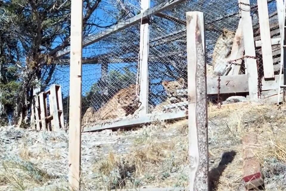 Have You Heard About the Time Lions and Tigers Ran Free in Southern ...