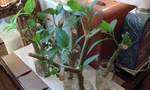 Calhoun County Gardening – Prepare for Spring: Root Your Favorite ...