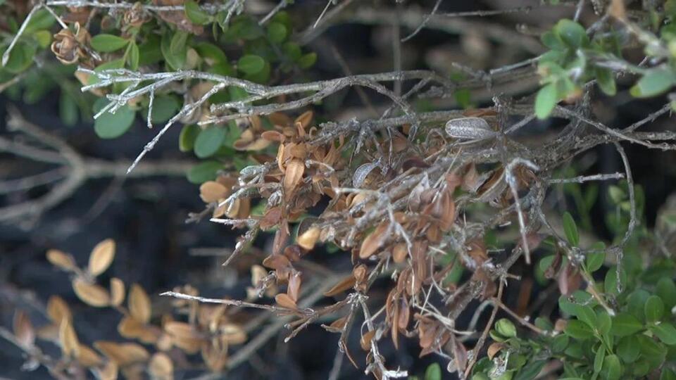 Centerville warns residents of invasive box tree moth threat to local ...