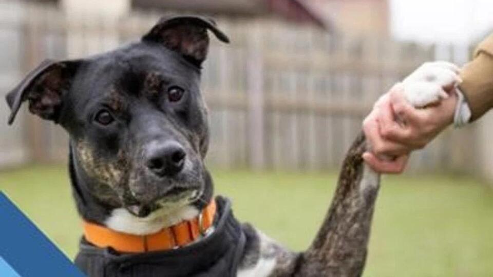 Fur Baby Friday: Paris, Columbus Humane’s longest resident ready for ...