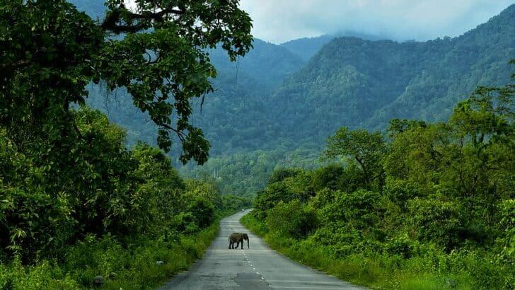 Top 10 Dangerous Animals in Asia - NewsBreak