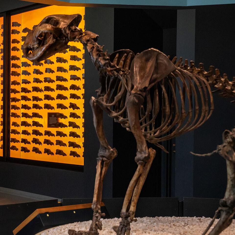 How Ancient Dire Wolf Species Featured in Game of Thrones Was Brought ...