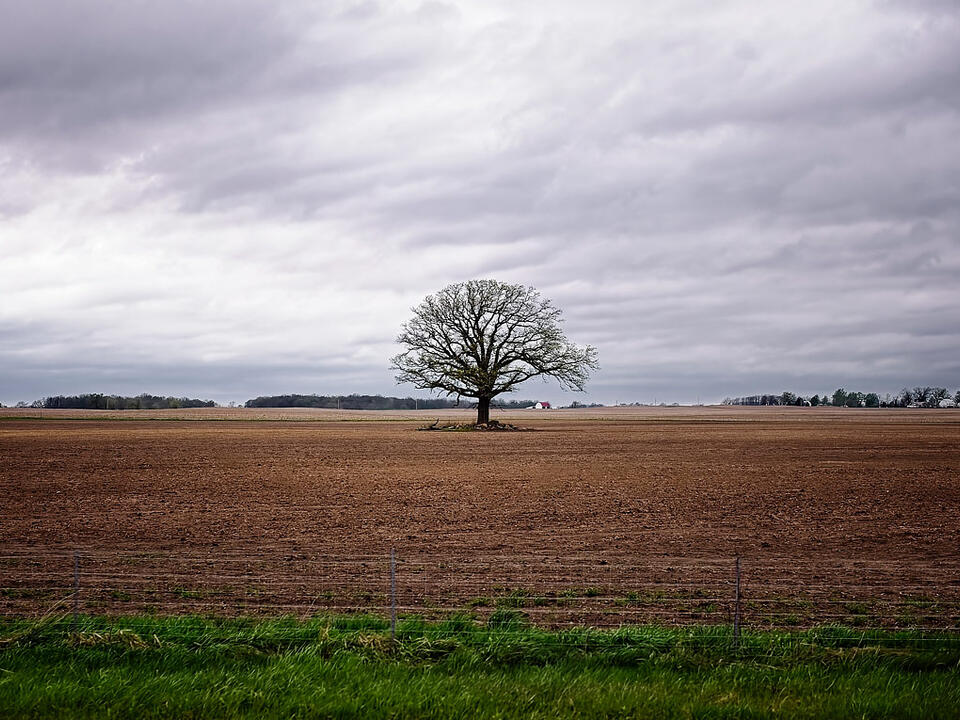 Kentucky Countryside Tree, USA By Ron Garofalo