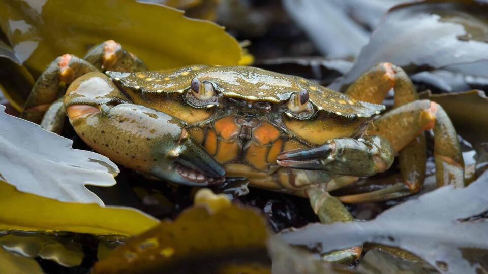 Watch What Happens When a Giant Hornet Provokes a Power Crab - NewsBreak