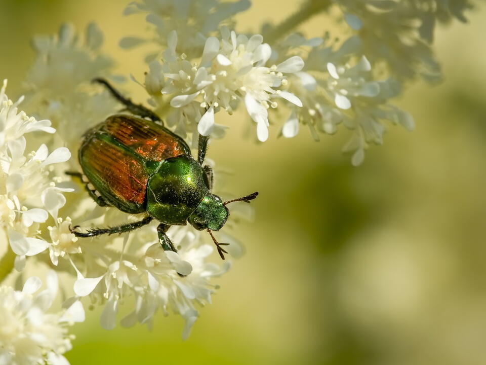 Best Japanese beetle repellent plants – 7 plants to grow to keep these ...