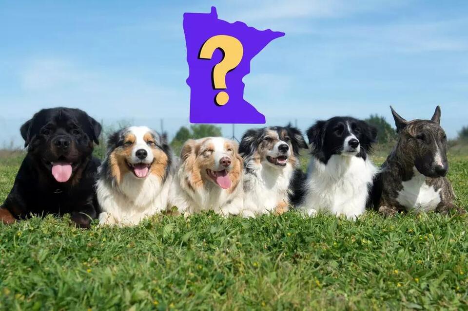 Have You Heard of Minnesota’s Most Searched-For Dog Breed? - NewsBreak