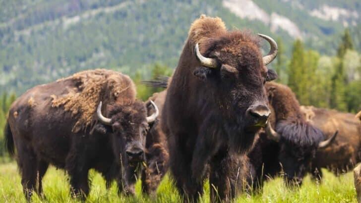 16 Signs a Bison Is About to Charge - NewsBreak