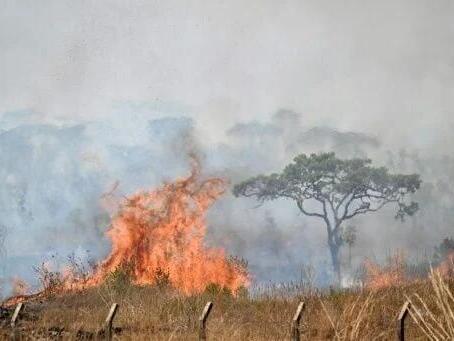 Wildfires have consumed millions of hectares of land in recent weeks in ...