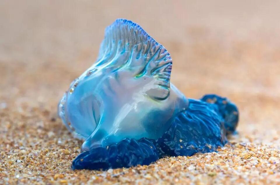Watch Out: This Bizarre Creature Is A Dangerous Problem On Texas ...