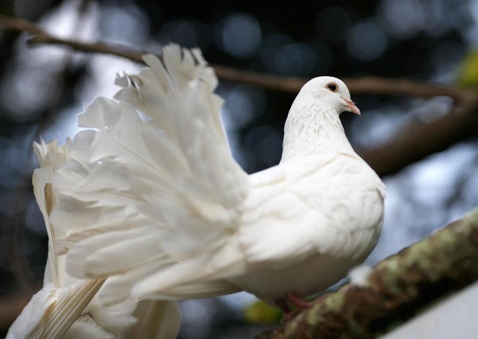 3 Types of Doves in Nebraska (With Photos & Identification Tips ...