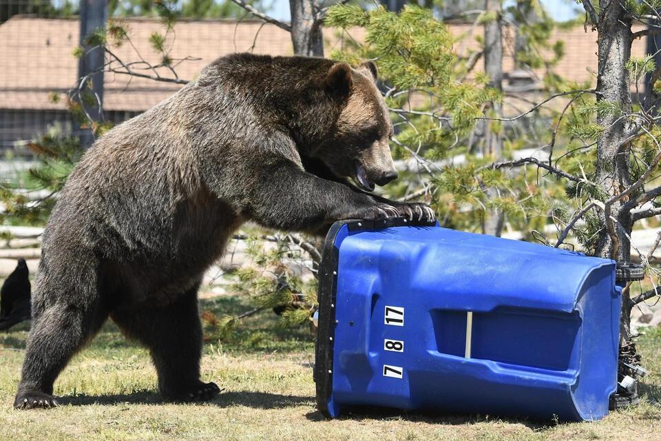 Bear Food Storage Rules Return March 1 on Custer Gallatin NF Ranger ...