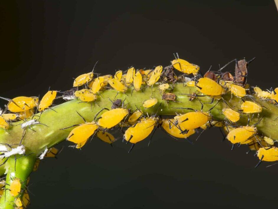 The 15 Most Common Pests Damaging Tomato Plants