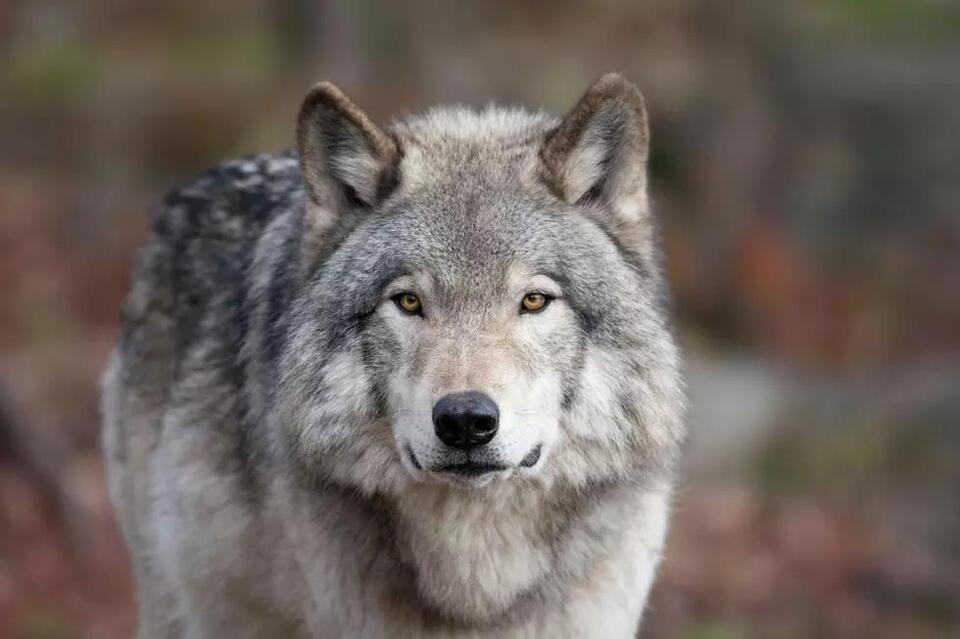 Two Colorado Wolves Confirmed Dead—One by Trap, One by Predator - NewsBreak