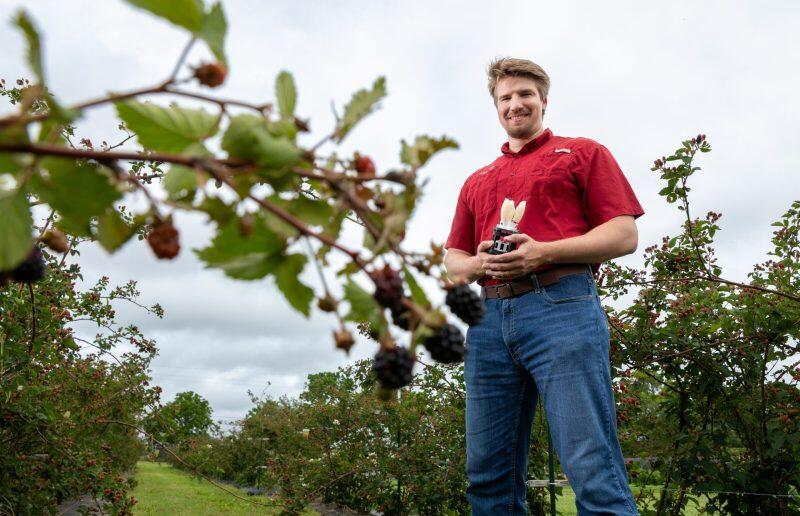 Last Word: Robotizing the Nation’s Berry-Picking Power - NewsBreak