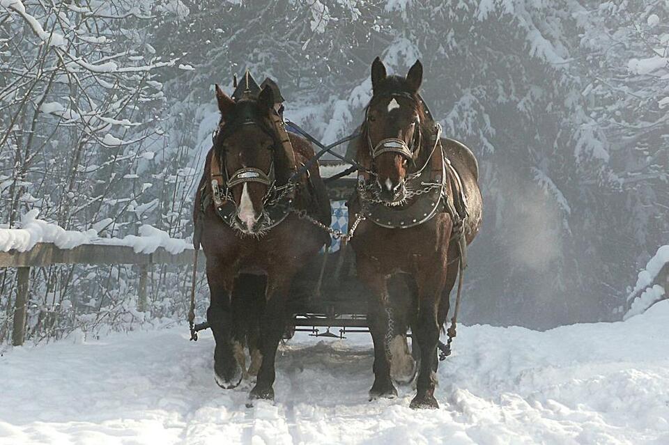 Experience Christmas Magic – Sleigh Rides In Rochester are Back ...