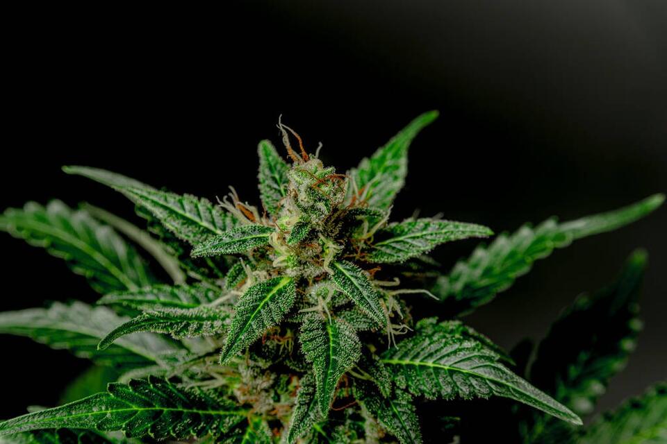 West Virginia Bill Would Legalize Recreational Marijuana, Let Counties ...