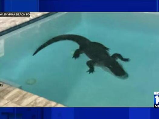 Gator takes a dip in Florida family's pool