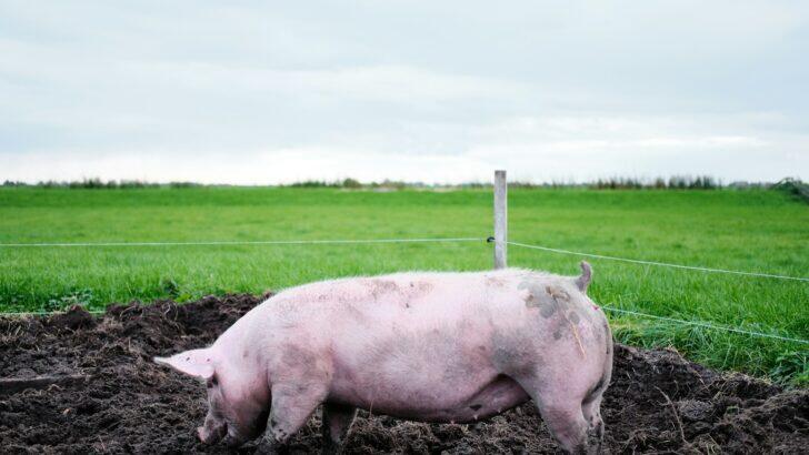 What Makes Pigs So Intelligent Compared to Other Farm Animals - NewsBreak