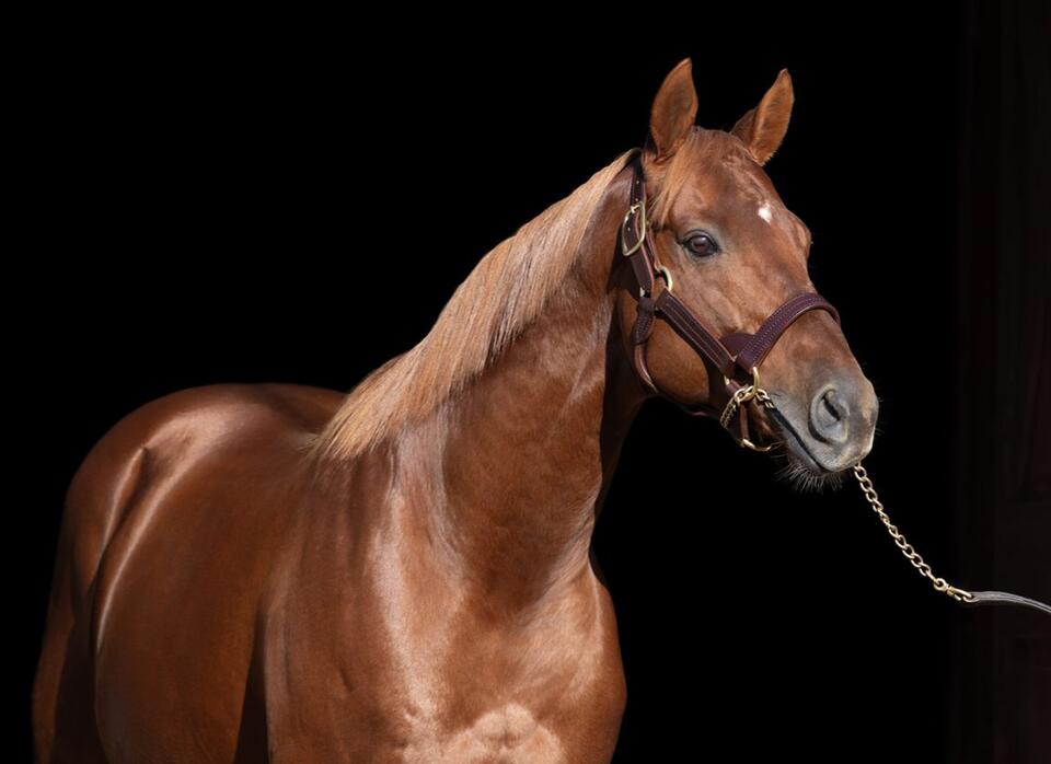 Gun Runner Anchors Three Chimneys Stallions at $250K, Sky Mesa ...