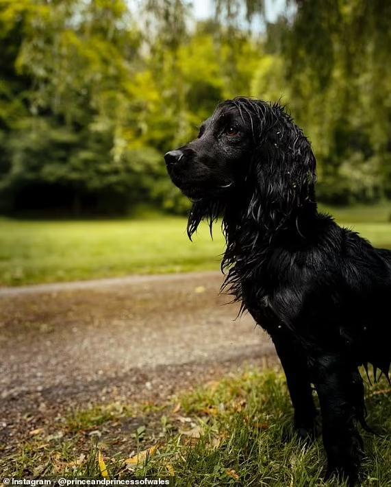 Prince William and Kate Middleton's cocker spaniel Orla 'welcomes four ...