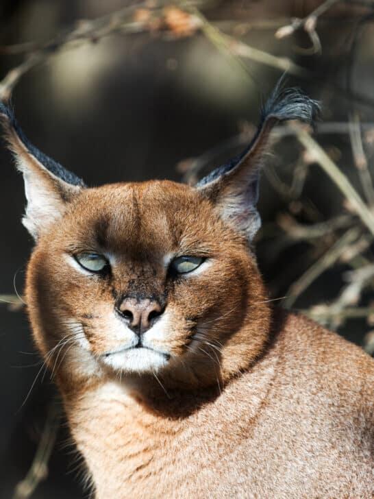 The Elusive Caracal Cat - NewsBreak