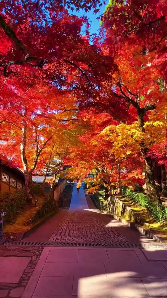 Eigenji TempleShiga This is the first time I have seen autumn leaves so ...