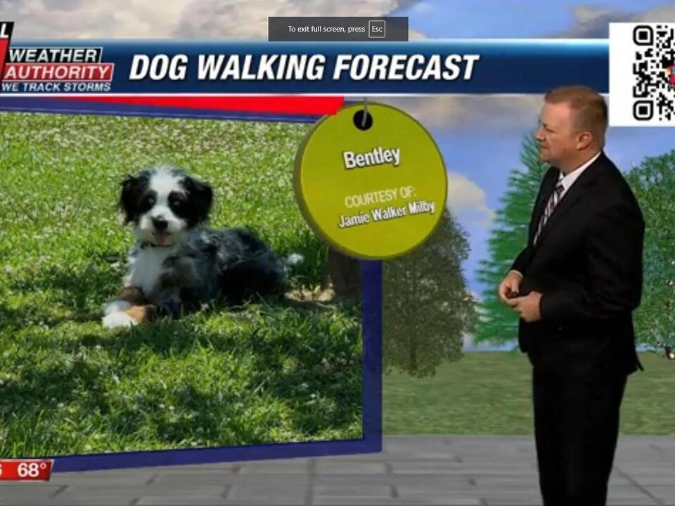 Dog walking forecast 7.22.24
