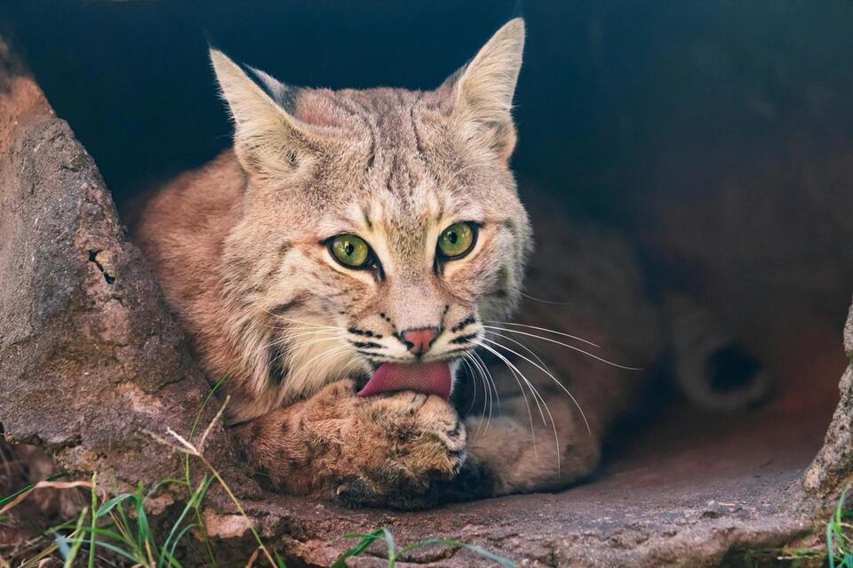 Meet Cassie: Cohanzick Zoo’s Adorable New Bobcat In Bridgeton, NJ ...