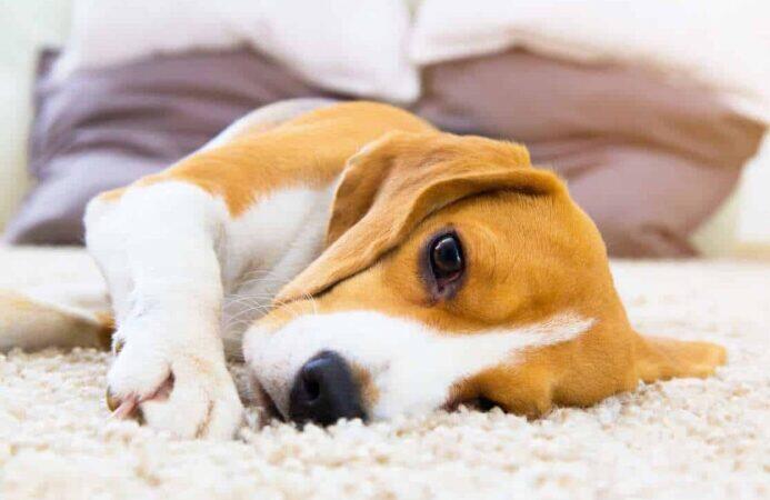 Warning signs: 10 dog illness symptoms and what they mean - NewsBreak