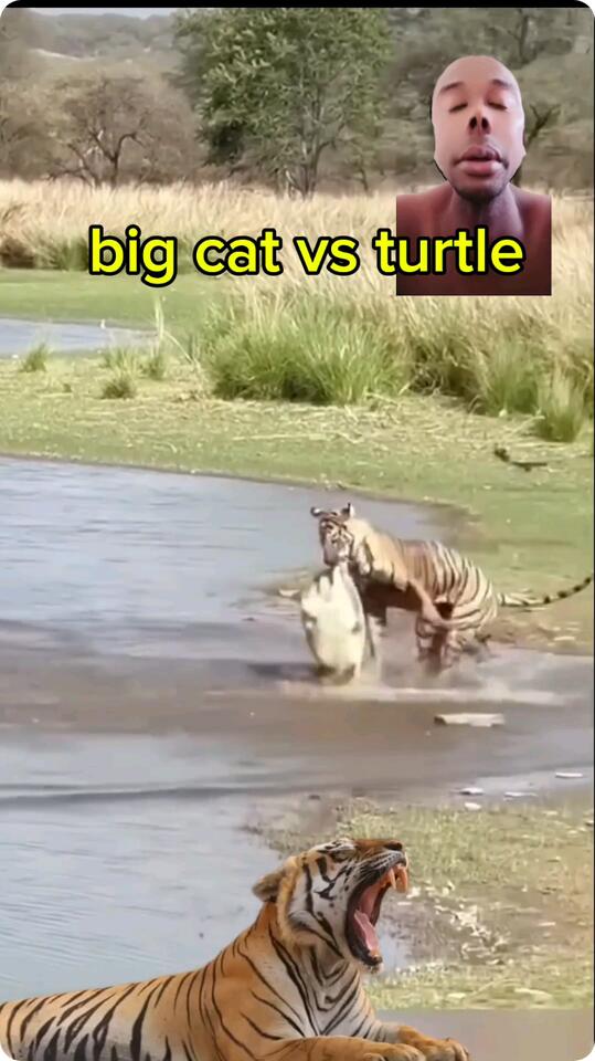 big cat vs turtle - NewsBreak