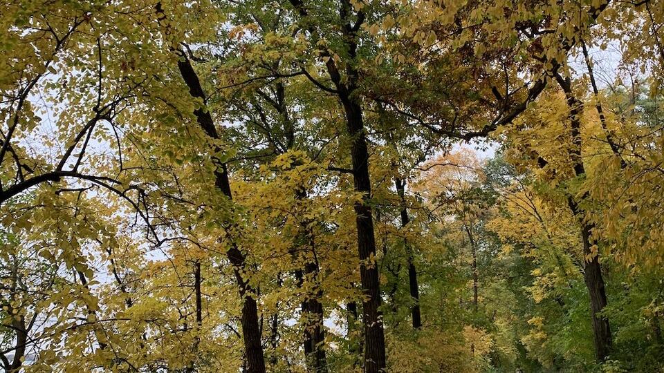 Leaf collecting in Madison: Your yard waste cheat sheet - NewsBreak