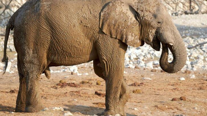 How the Male Elephant’s Musth Creates a Stinky Aura - NewsBreak