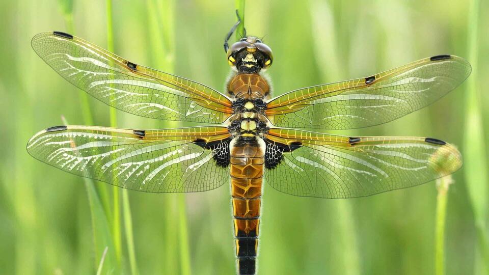Discover 12 Different Types of Dragonflies and How to Tell Them Apart ...