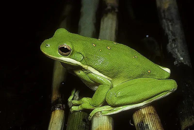 12 Types of Frogs in Iowa (With Pictures and Identification) - NewsBreak