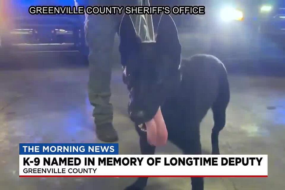 Sheriff's office introduces new K-9 named in memory of longtime Greenville Co. deputy - NewsBreak