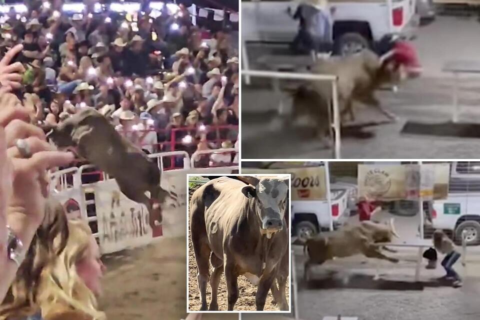 Bull that jumped the fence at Oregon rodeo forced to retire from ...