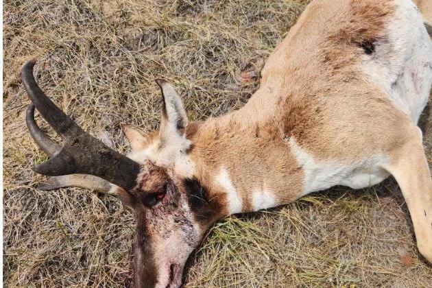 Game Warden: Help Us Find Out Who Killed Albany County Pronghorn ...