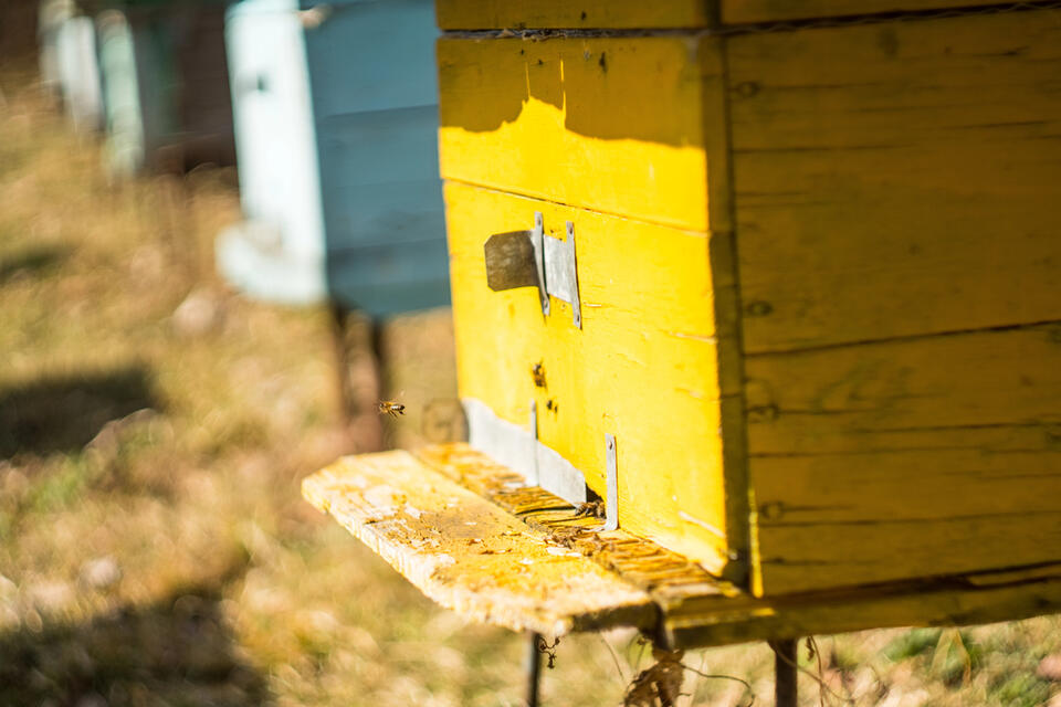 16 urban beekeeping farms in US cities - NewsBreak