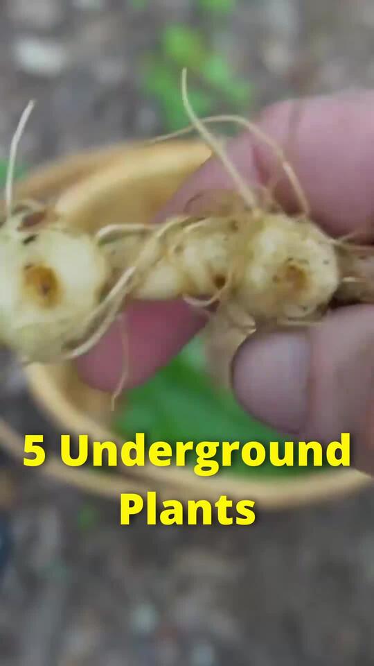 5 Underground Plants you can Forage this Spring foraging wildedibles ...