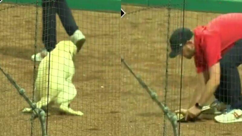 Some Poor Dude Was Forced To Pick Up The Bat Dog’s Poop With His Bare ...