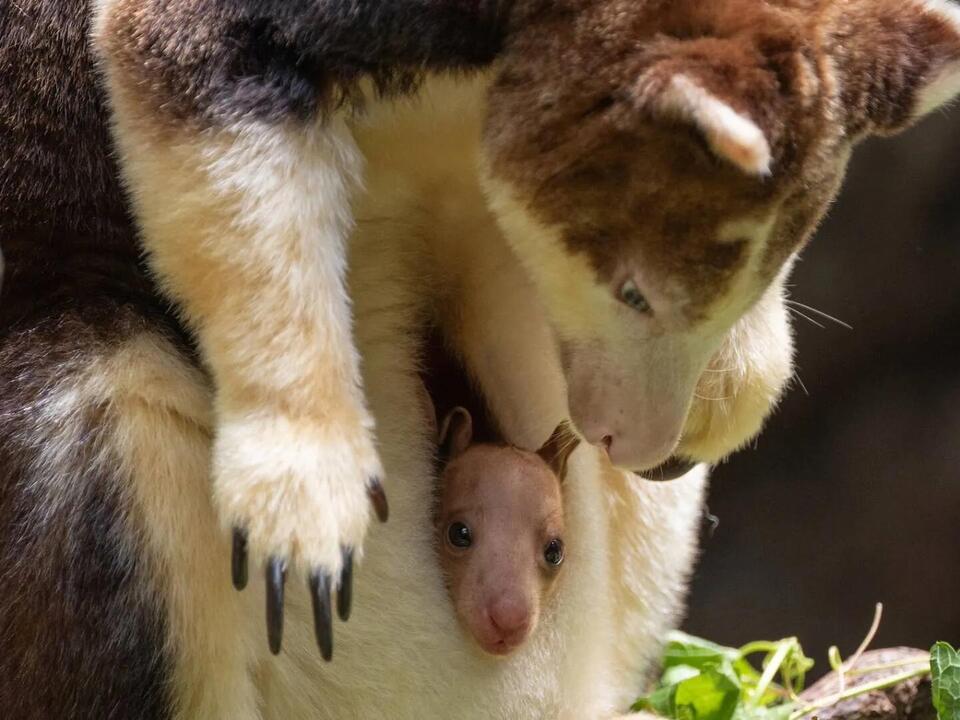 An endangered tree kangaroo has been born at the Bronx Zoo
