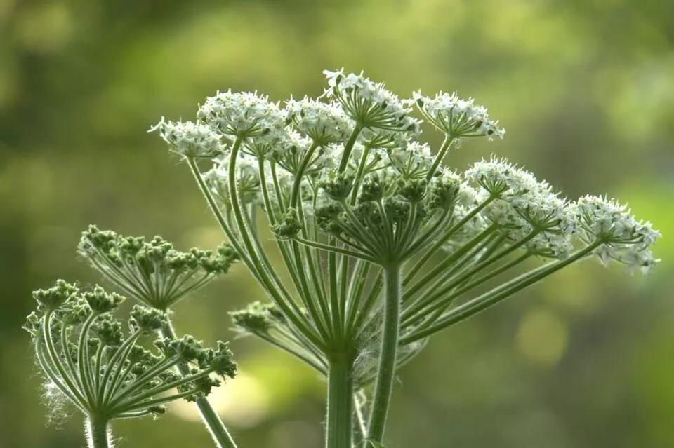 Michigan Hikers: Watch for These 7 Poisonous Plants on Trails - NewsBreak
