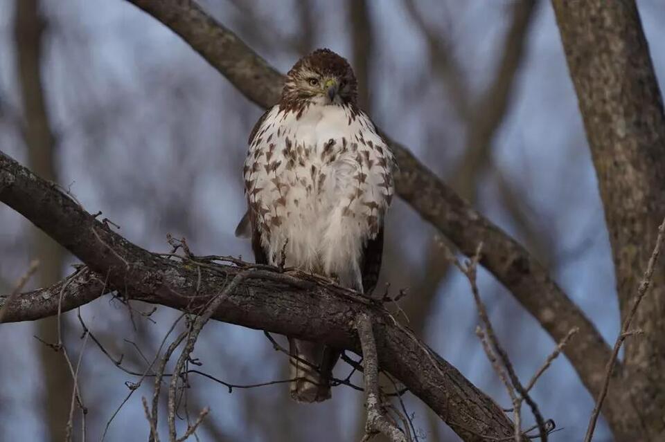 A Surprising Encounter with Birds of Prey in Cedar Rapids: The Wild ...
