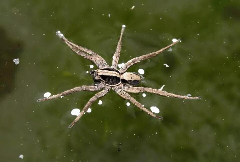 Should You Be Afraid of Maine’s Largest Spider Species? - NewsBreak